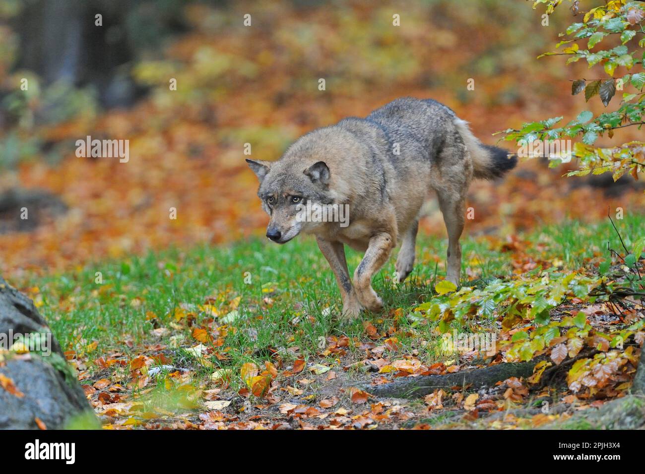 Grey Wolf (Canis lupus Stock Photo - Alamy