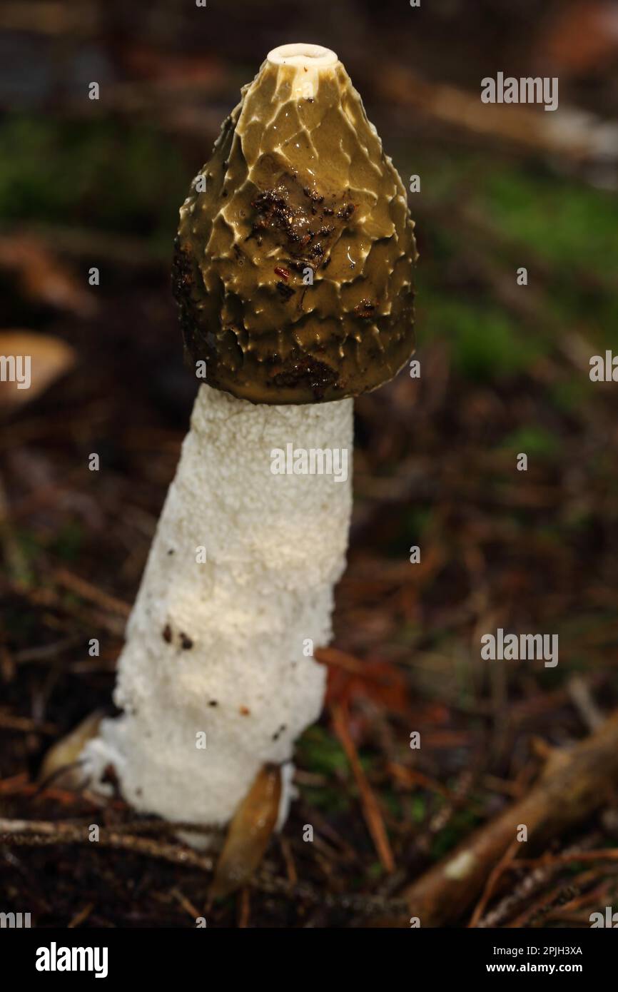 Common Stinkhorn (Phallus impudicus Stock Photo - Alamy