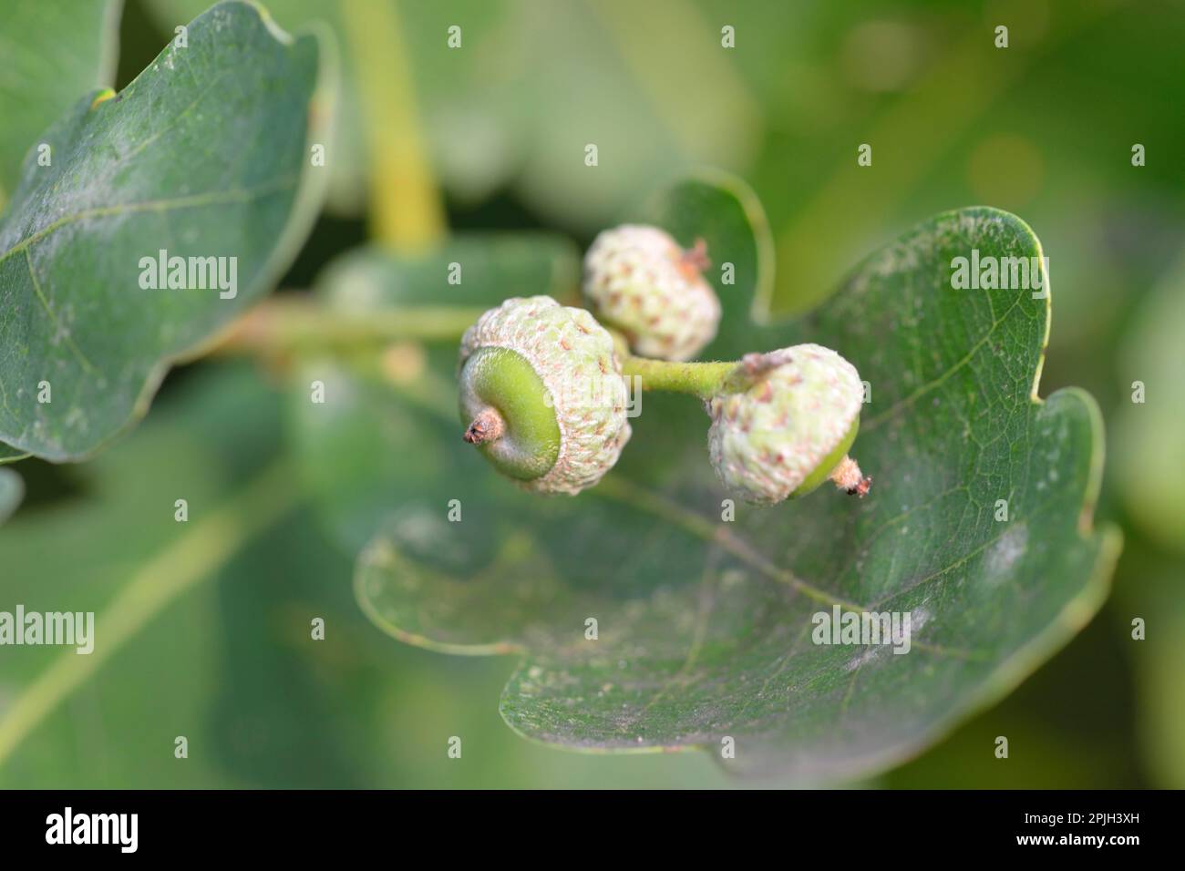English oak (Quercus robur), acorns Stock Photo - Alamy