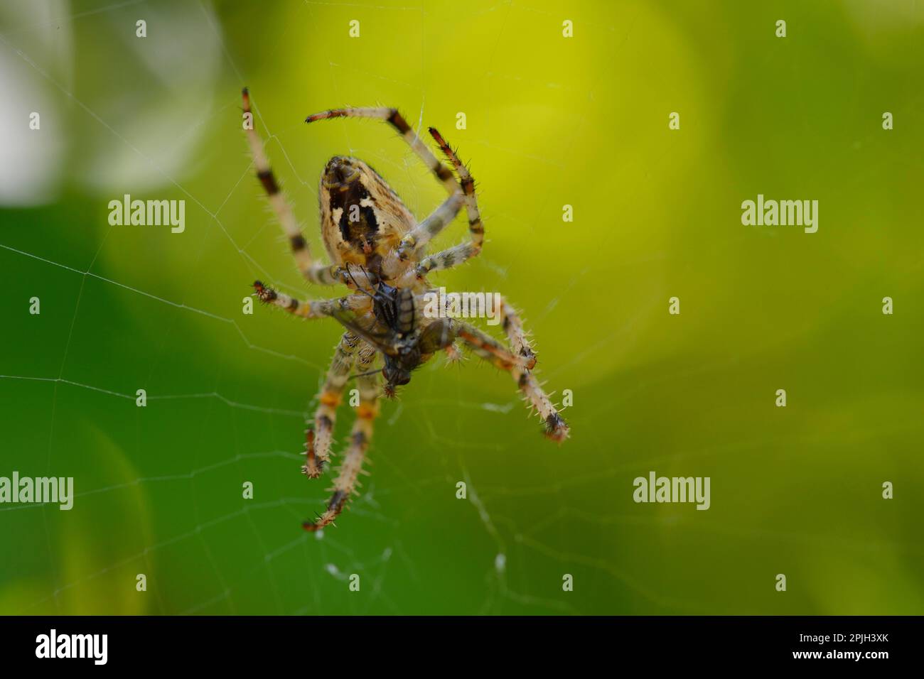 European garden spider (Araneus diadematus Stock Photo - Alamy