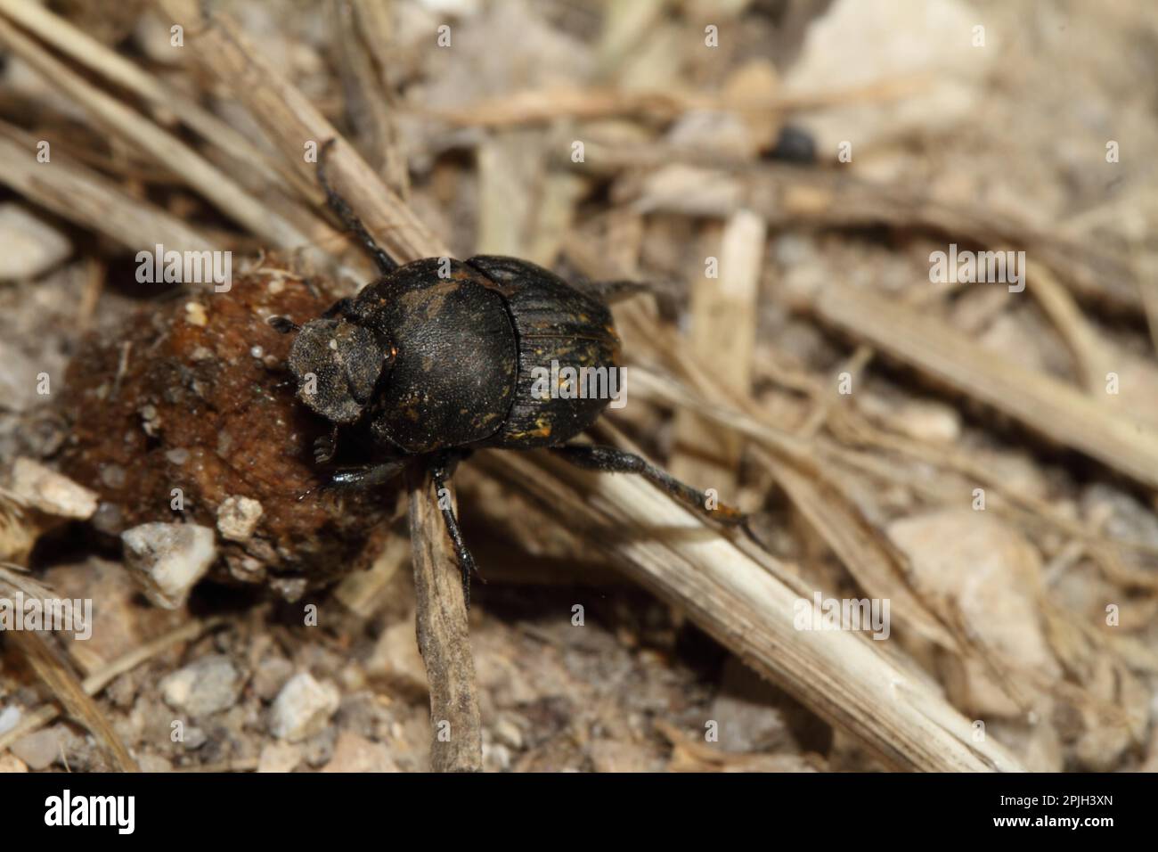 Dung beetle sisyphus schaefferi dung hi-res stock photography and ...