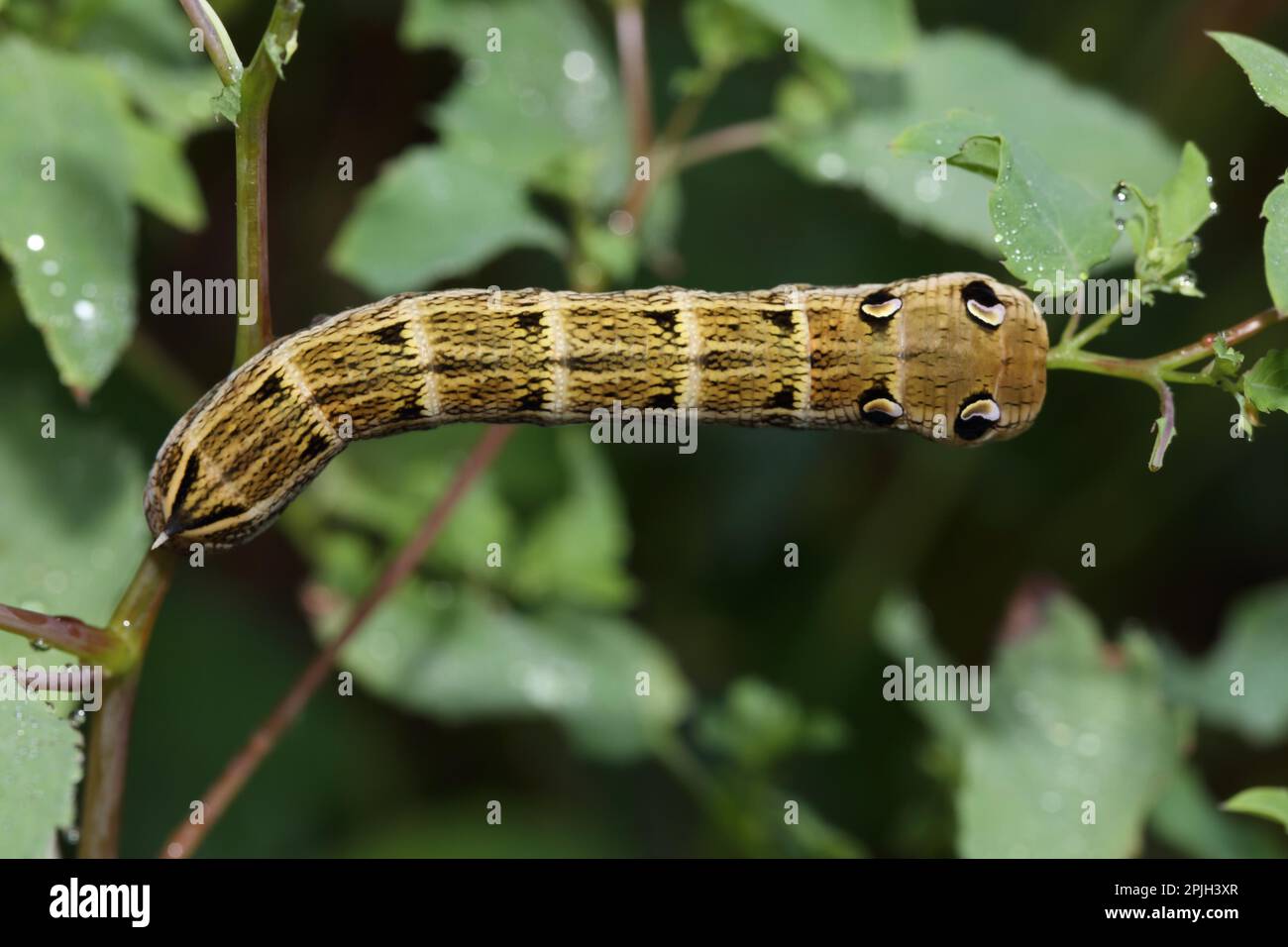 Elephant hawk-moth (Deilephila elpenor), caterpillar Stock Photo - Alamy
