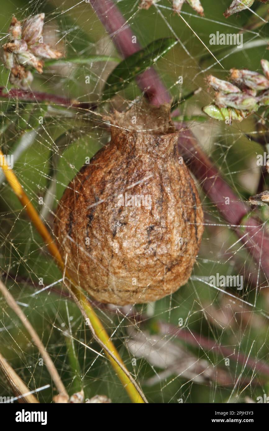 Spider cocoon wasp larva hi-res stock photography and images - Alamy