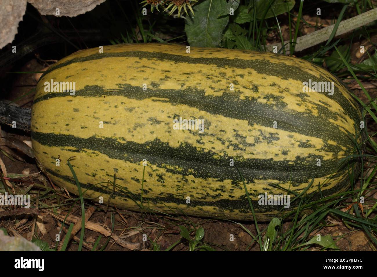 Garden pumpkin (Cucurbita pepo Stock Photo - Alamy