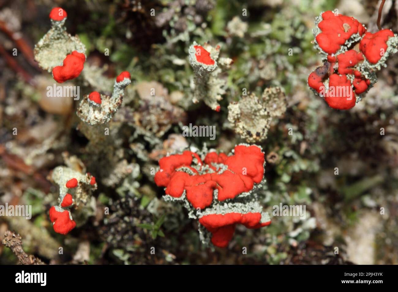 Scarlet cup lichen (Cladonia coccifera Stock Photo - Alamy