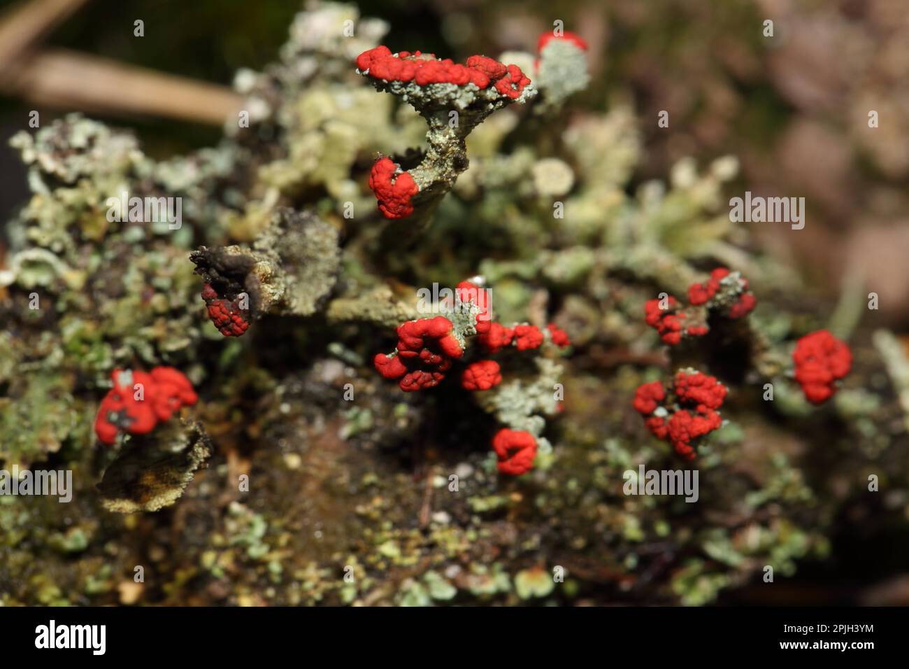 Scarlet cup lichen hi-res stock photography and images - Alamy