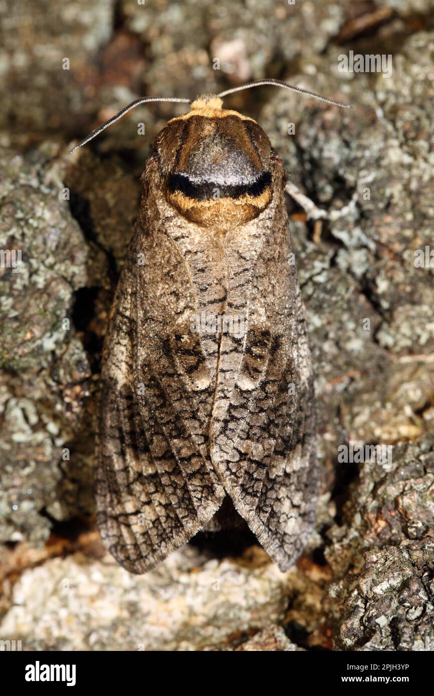 Goat moth (Cossus cossus Stock Photo - Alamy