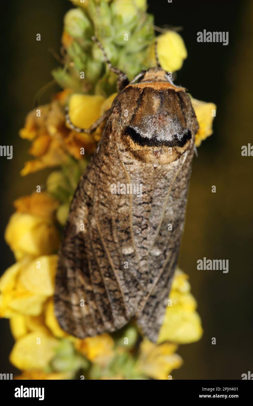 Goat moth (Cossus cossus Stock Photo - Alamy