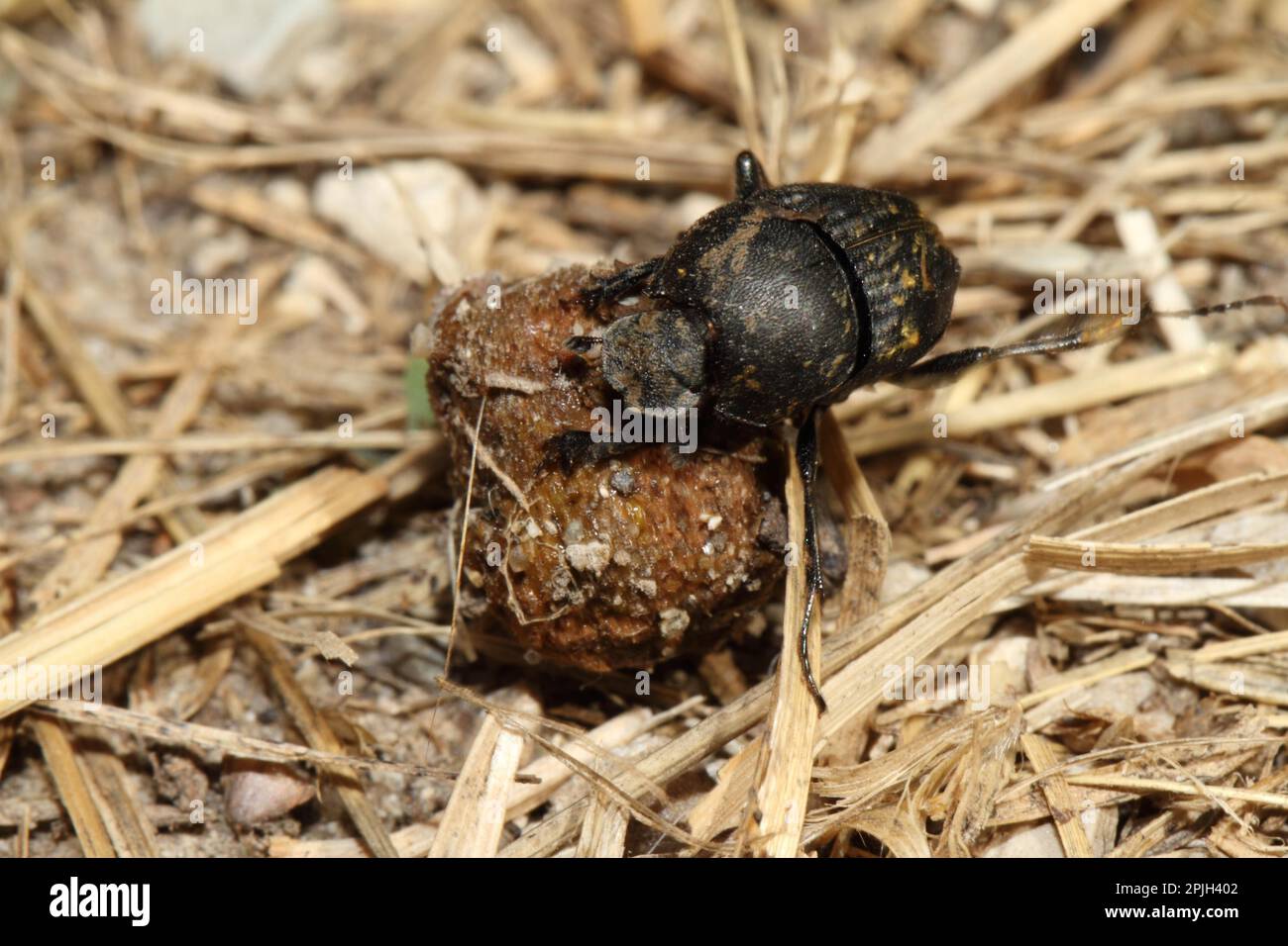 Sisyphus beetle hi-res stock photography and images - Alamy
