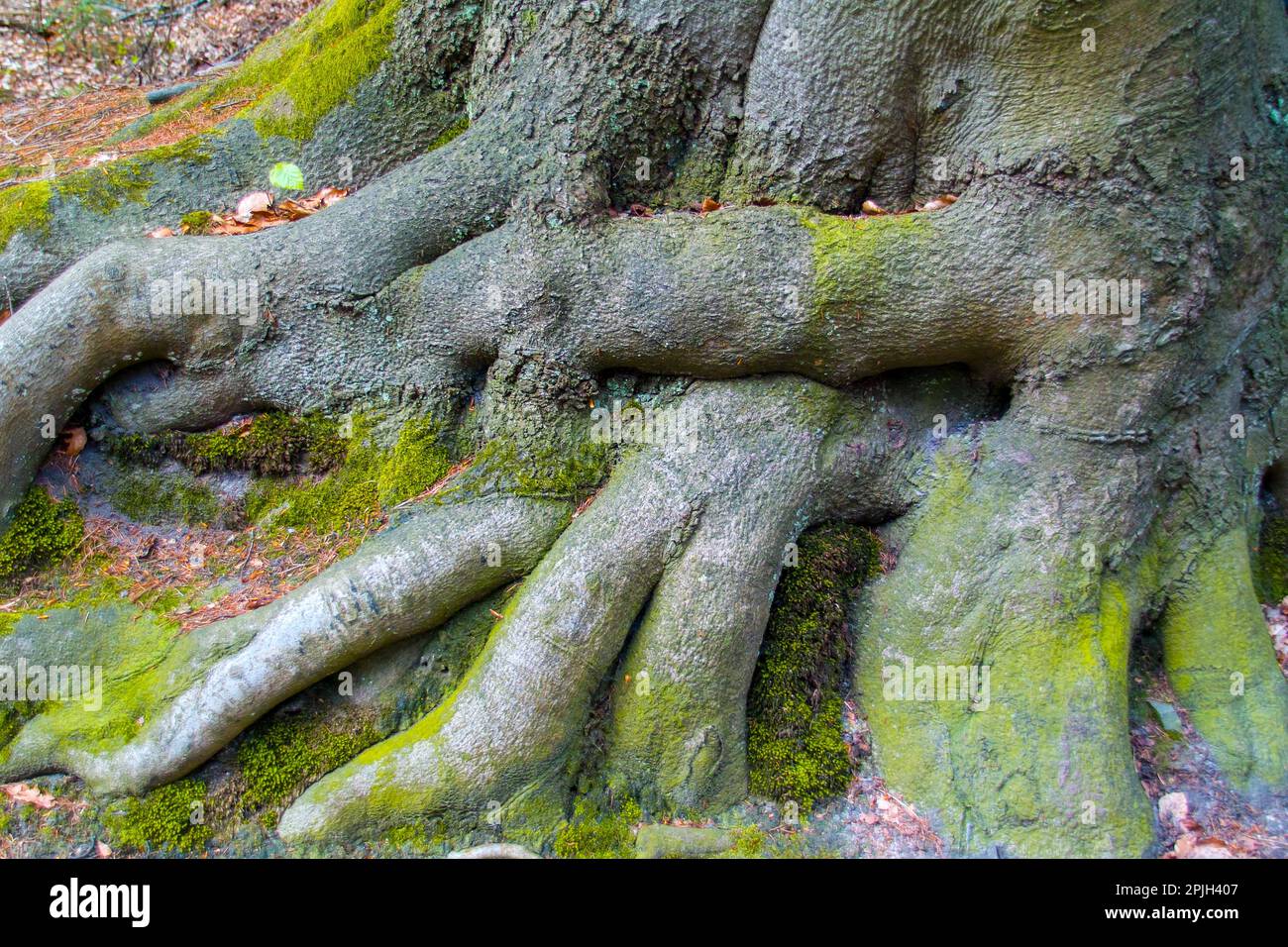 Hornbeam fagus sylvatica hi-res stock photography and images - Alamy