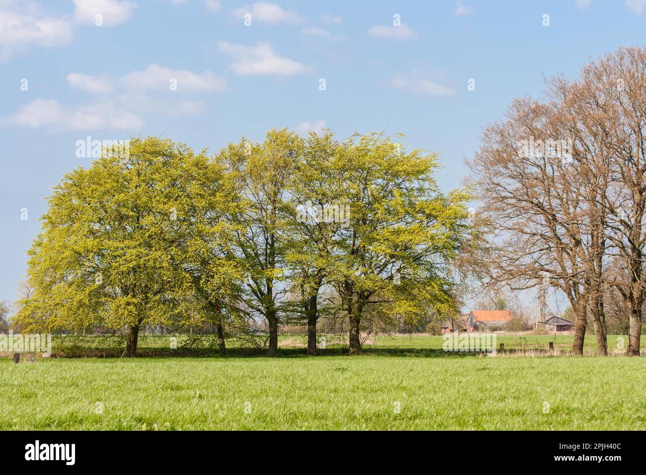 Common beech (Fagus sylvatica Stock Photo - Alamy