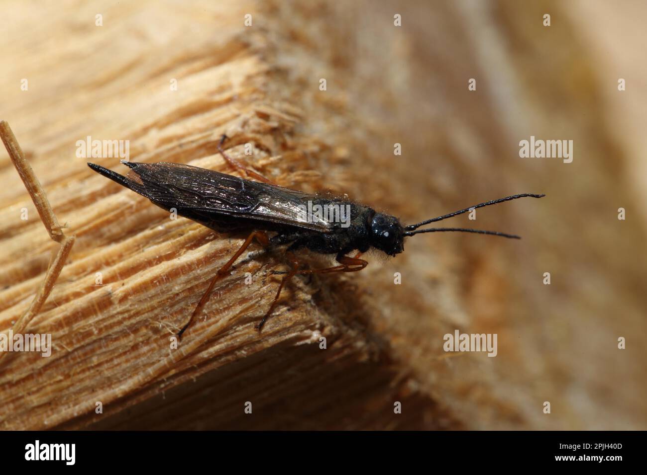 Black pine sawfly (Xeris spectrum Stock Photo - Alamy