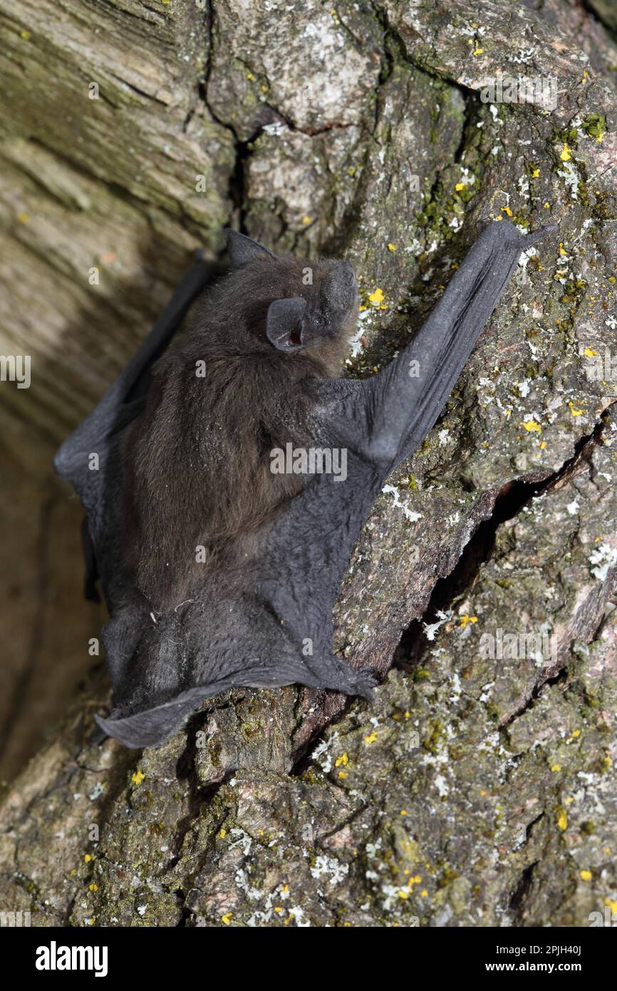 Common pipistrelle (Pipistrellus pipistrellus Stock Photo - Alamy