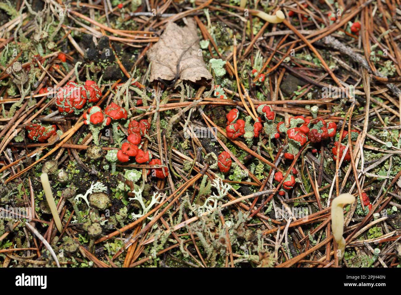 Scarlet cup lichen (Cladonia coccifera Stock Photo - Alamy