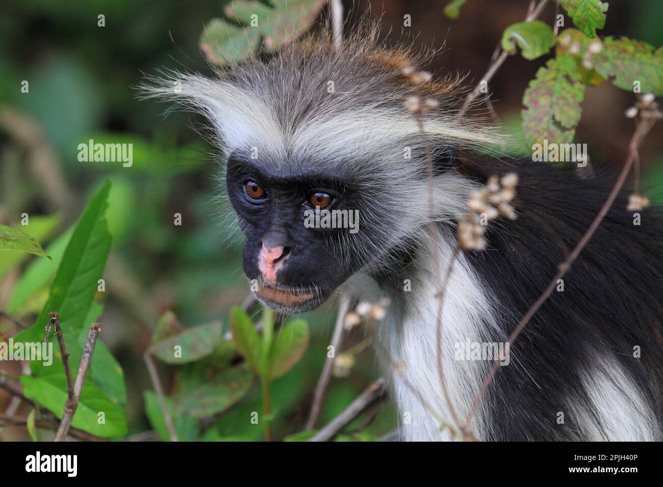 Colobus badius hi-res stock photography and images - Alamy