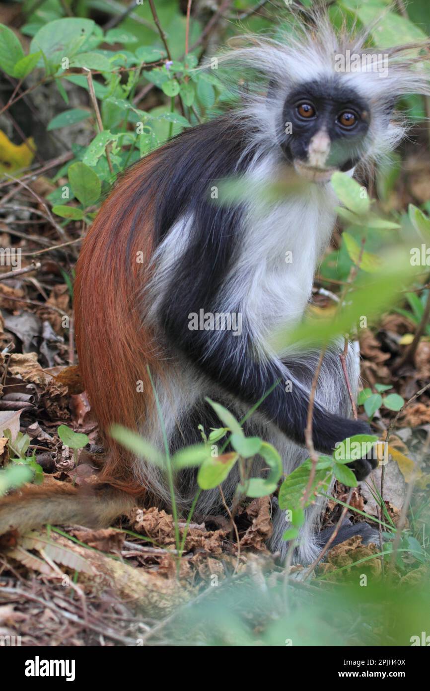 Red colobus monkey (Colobus badius kirkii Stock Photo - Alamy