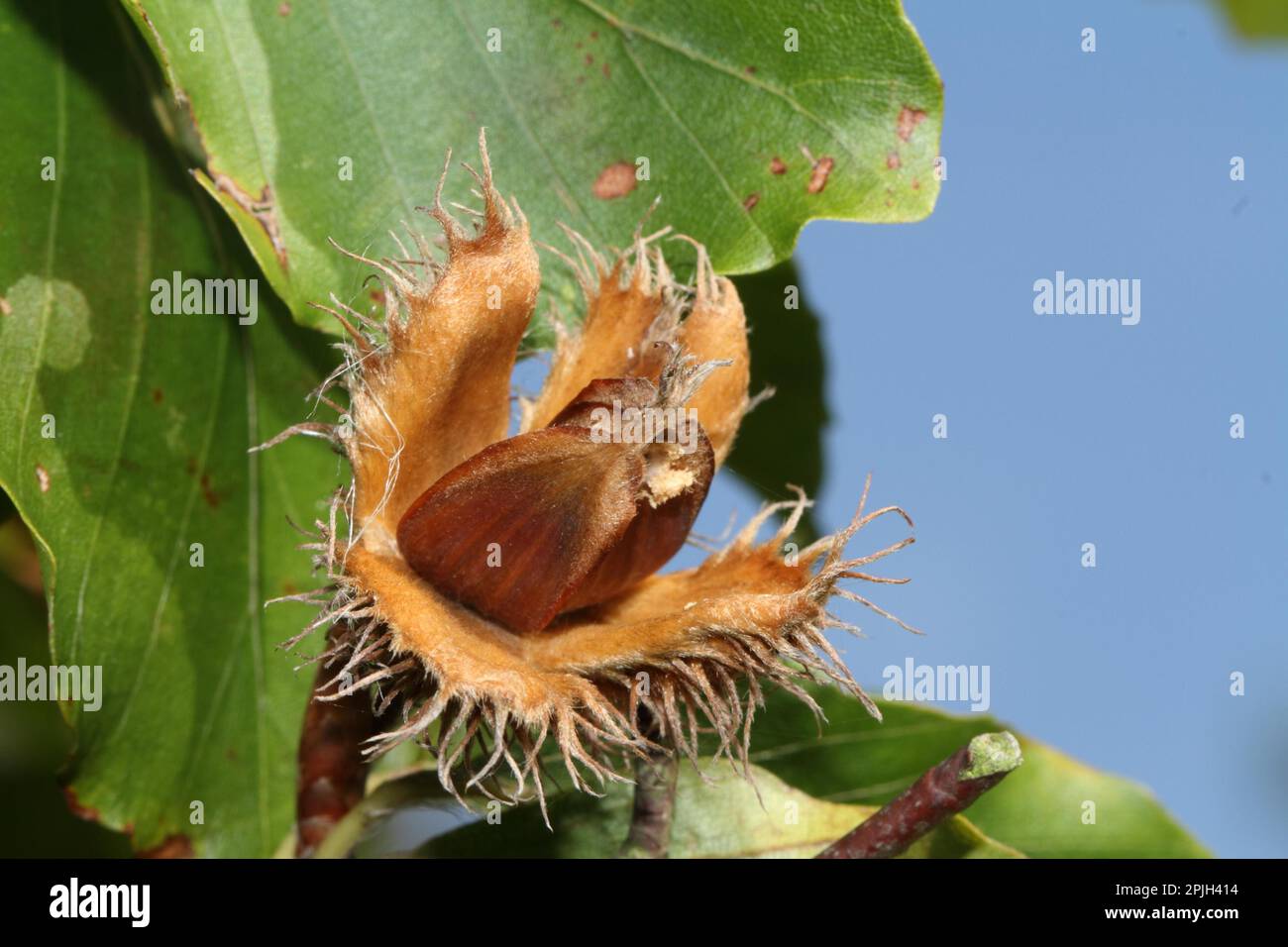 European beech, beechnuts Stock Photo - Alamy