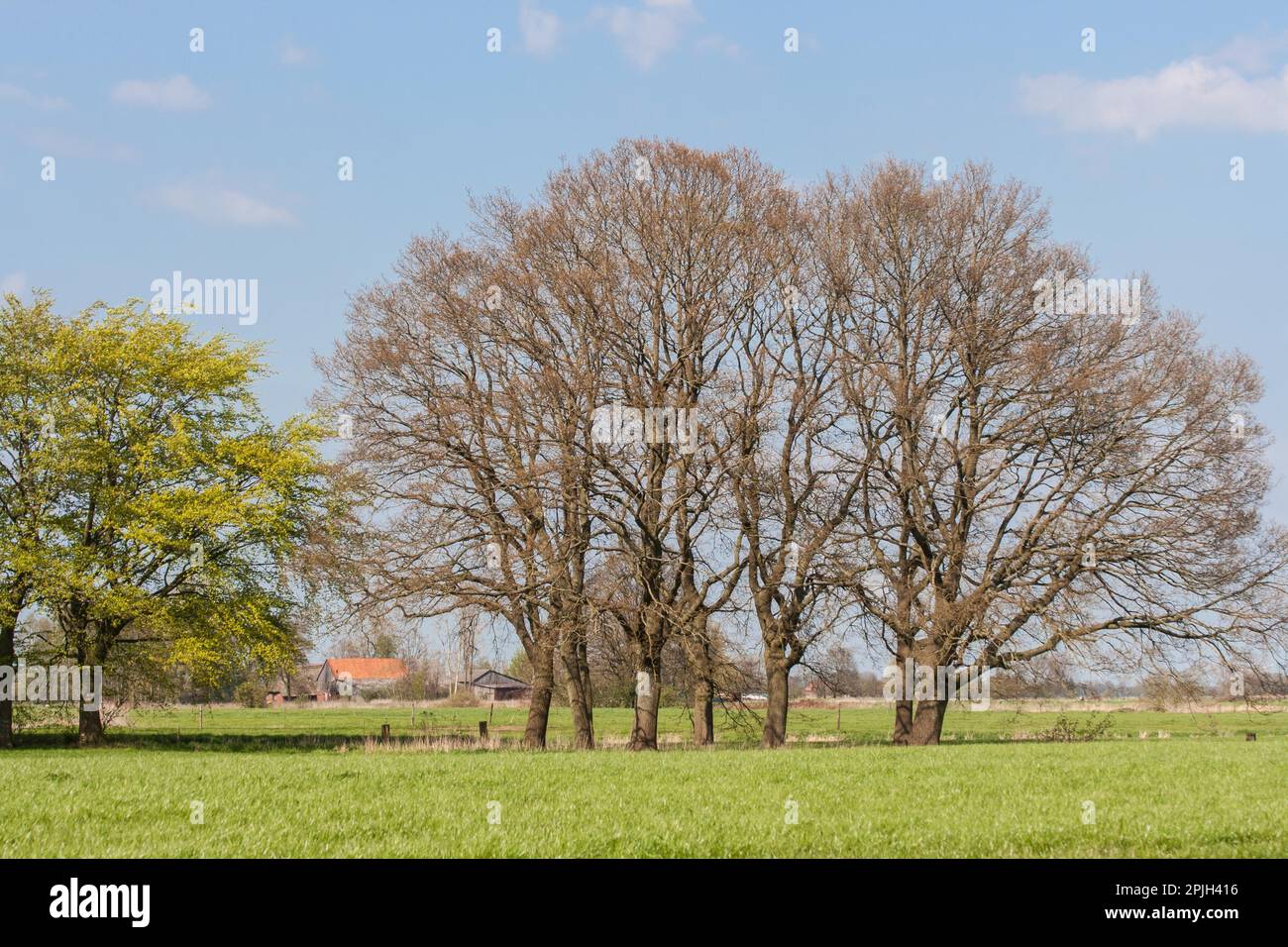 Oak (Quercus) trees Stock Photo - Alamy