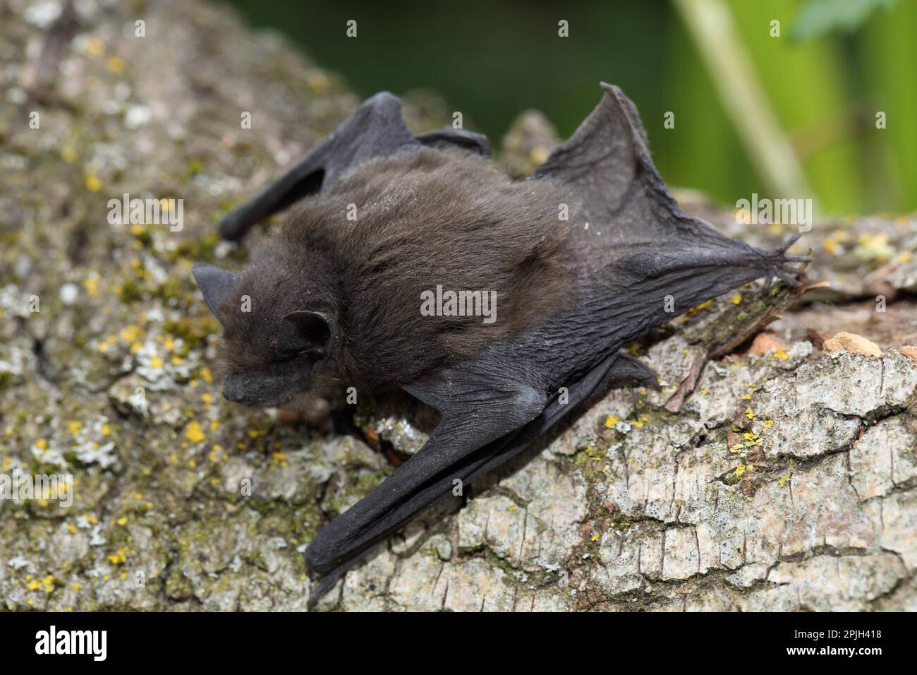 Common pipistrelle (Pipistrellus pipistrellus Stock Photo - Alamy