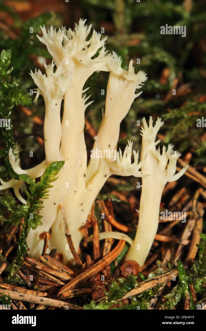 White coral mushroom (Clavulina coralloides Stock Photo - Alamy