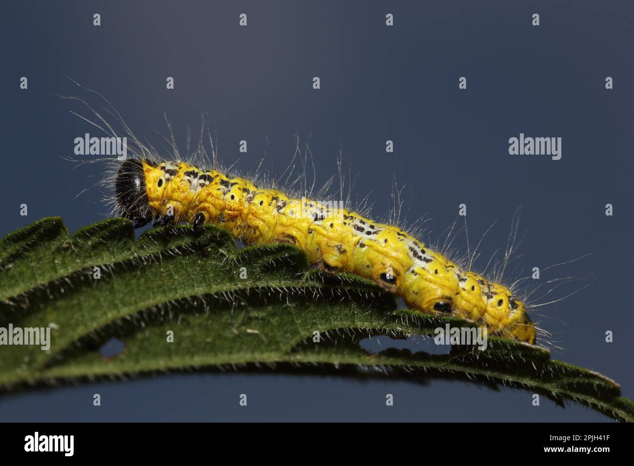 Sponge-tip moth, buff-tip (Phalera bucephala Stock Photo - Alamy