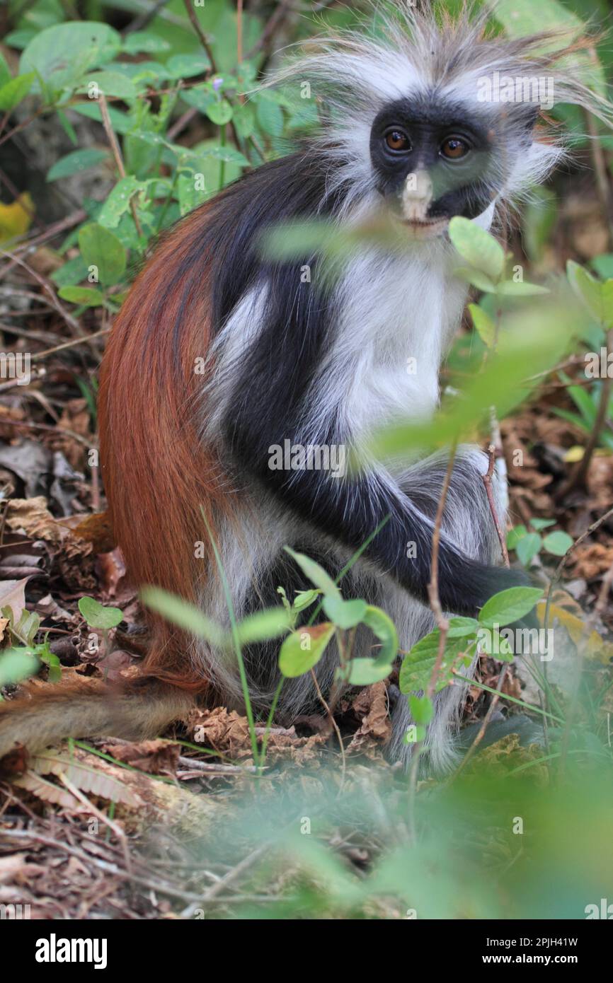 Red colobus monkey (Colobus badius kirkii Stock Photo - Alamy