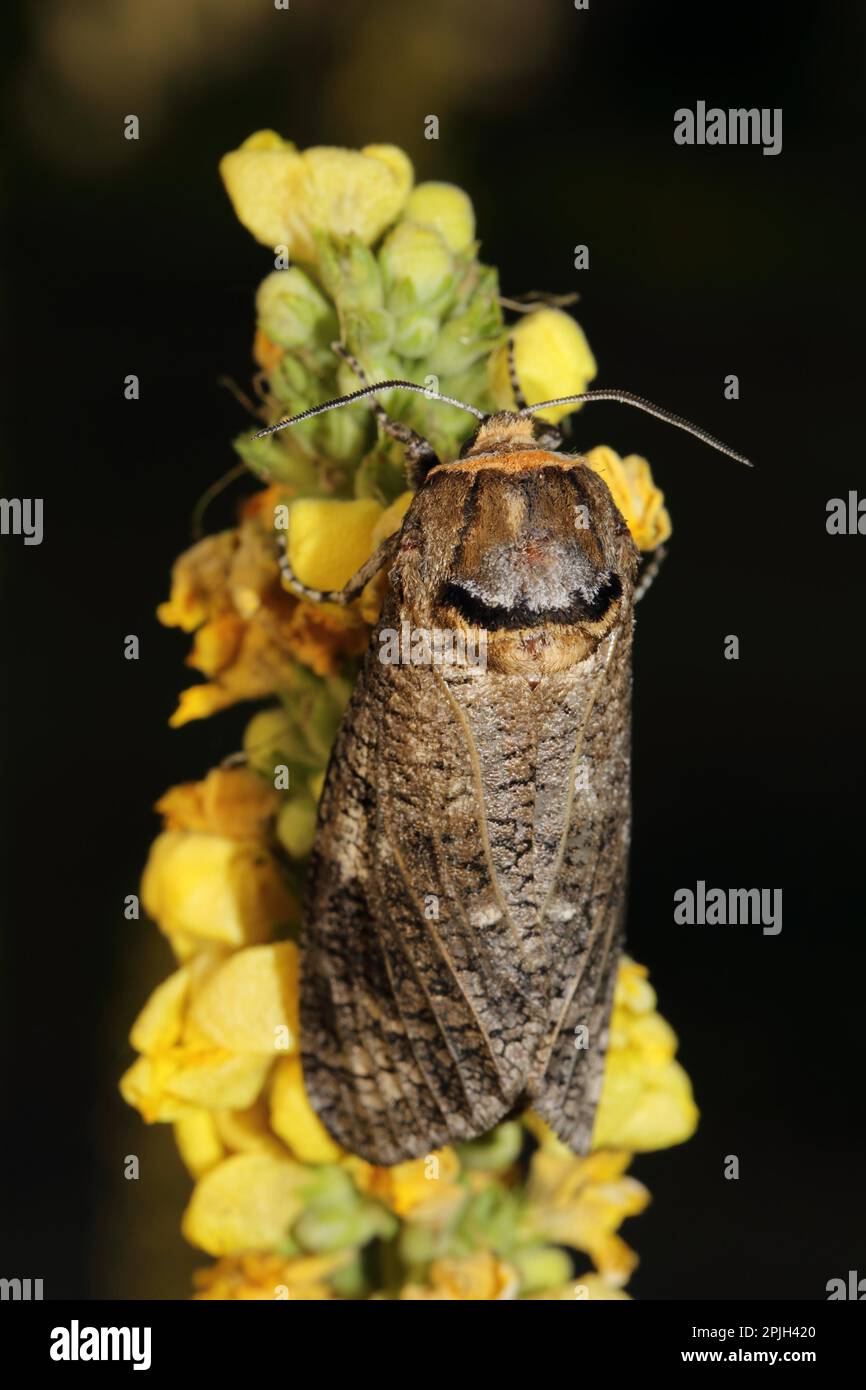 Goat moth (Cossus cossus Stock Photo - Alamy