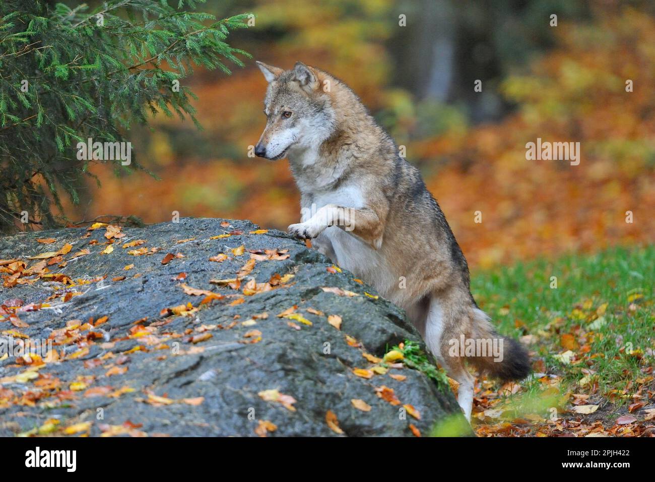 Grey Wolf (Canis lupus Stock Photo - Alamy