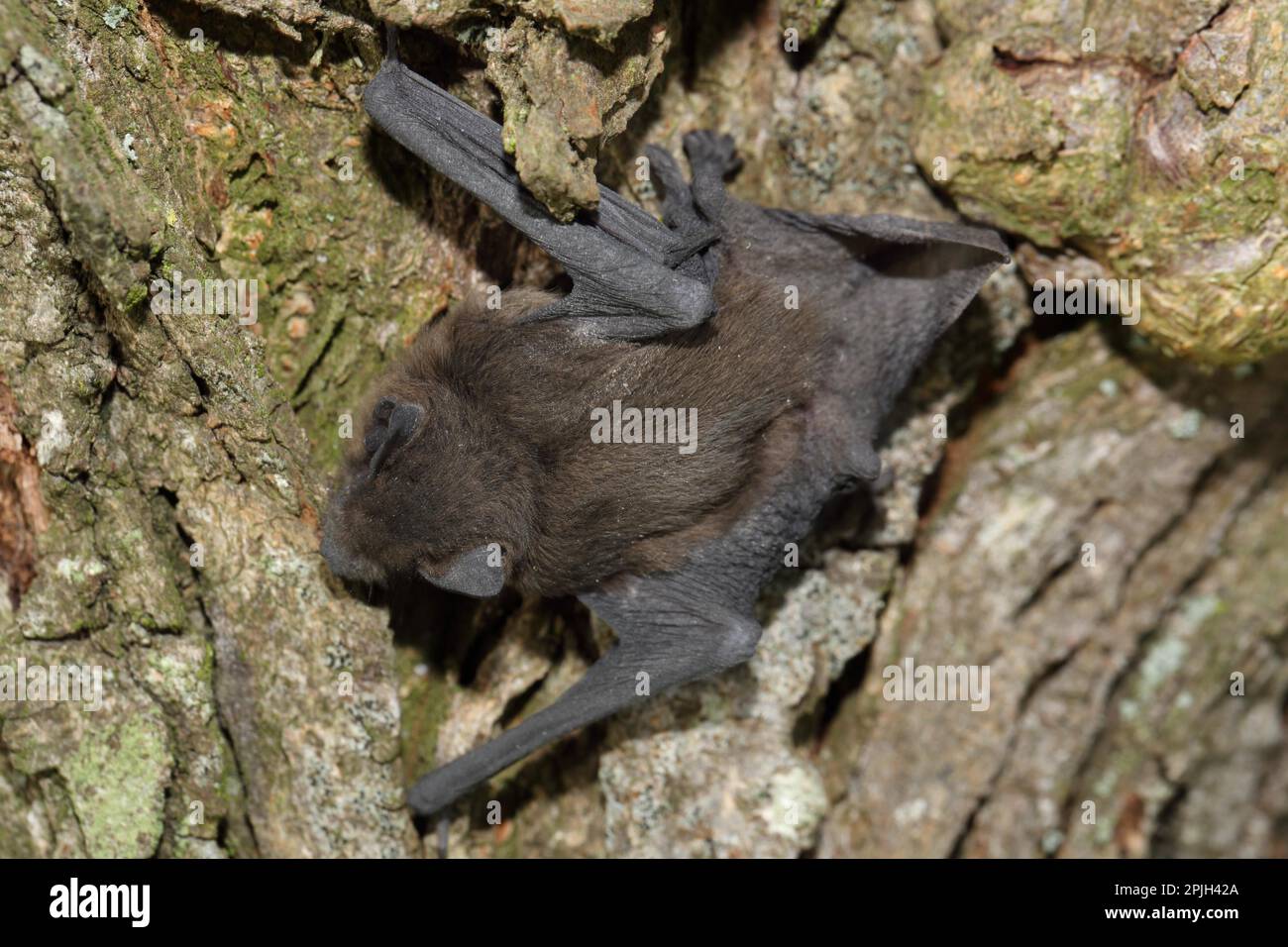 Common pipistrelle (Pipistrellus pipistrellus Stock Photo - Alamy