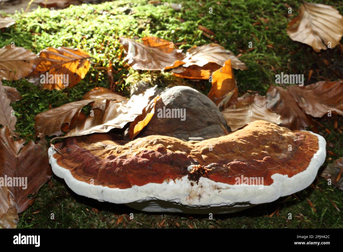 Red Banded Polypore (Fomitopsis pinicola Stock Photo - Alamy