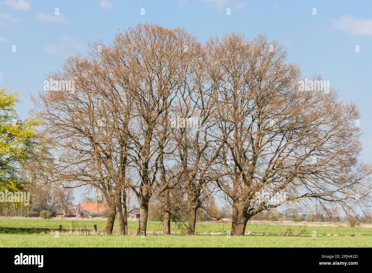 Oak (Quercus) trees Stock Photo - Alamy