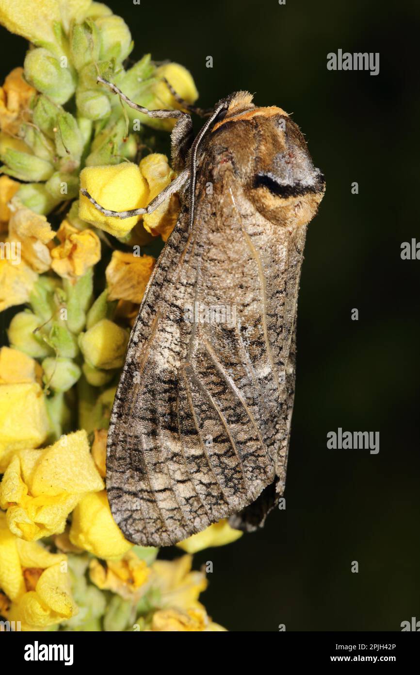 Goat moth (Cossus cossus Stock Photo - Alamy
