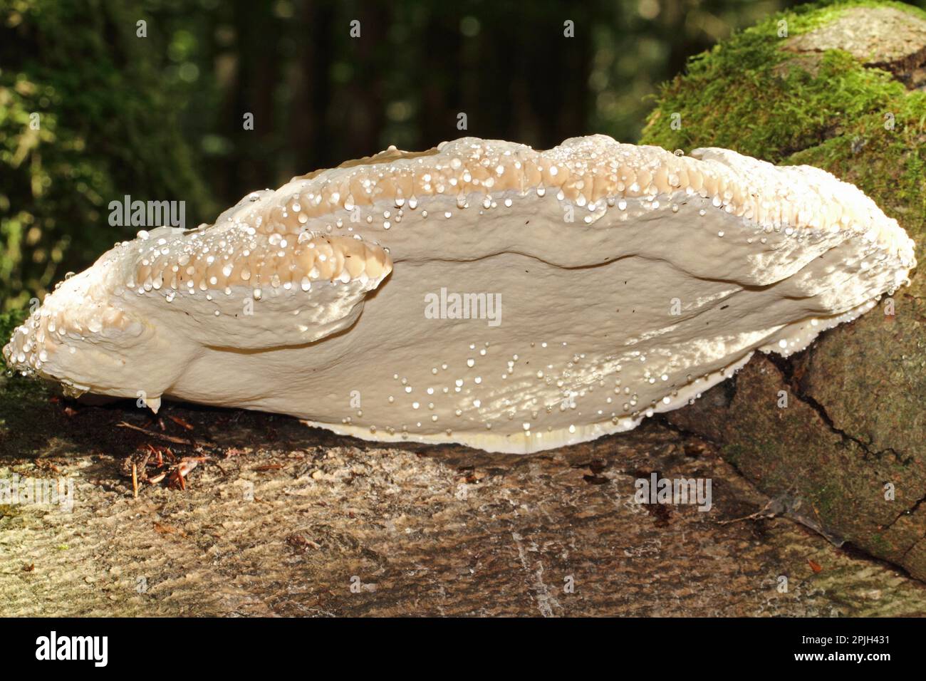 Red Banded Polypore (Fomitopsis pinicola Stock Photo - Alamy