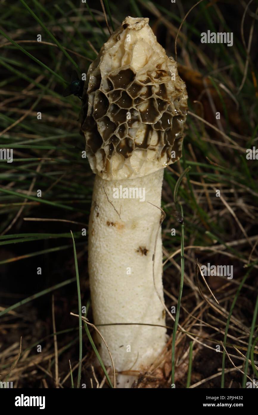 Dune stinkhorn (Phallus hadriani Stock Photo - Alamy