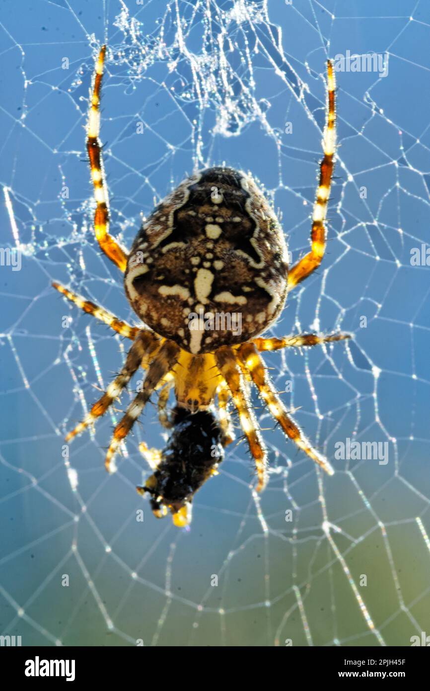 European garden spider (Araneus diadematus Stock Photo - Alamy