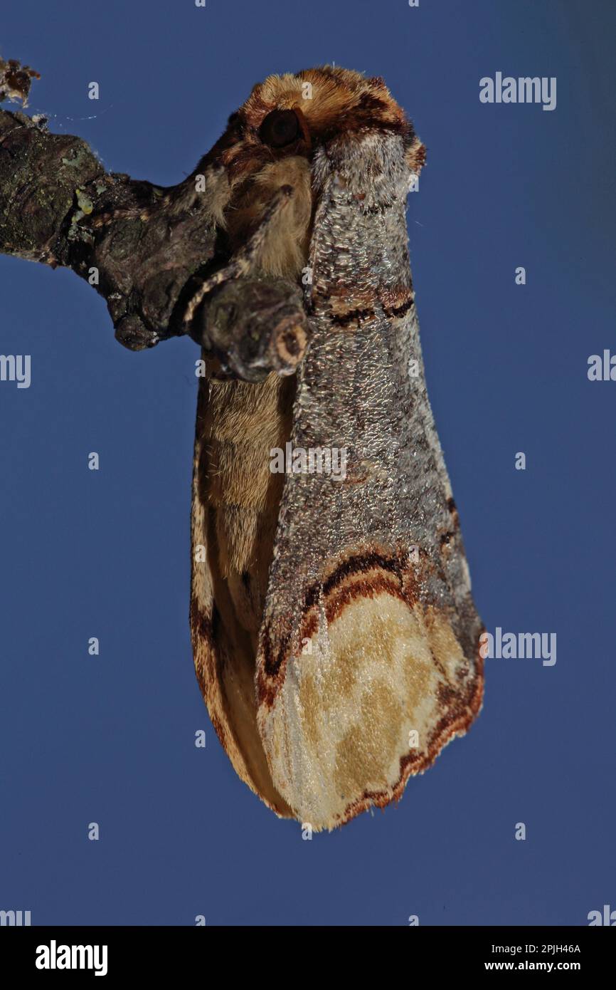Buff tip (Phalera bucephala Stock Photo - Alamy
