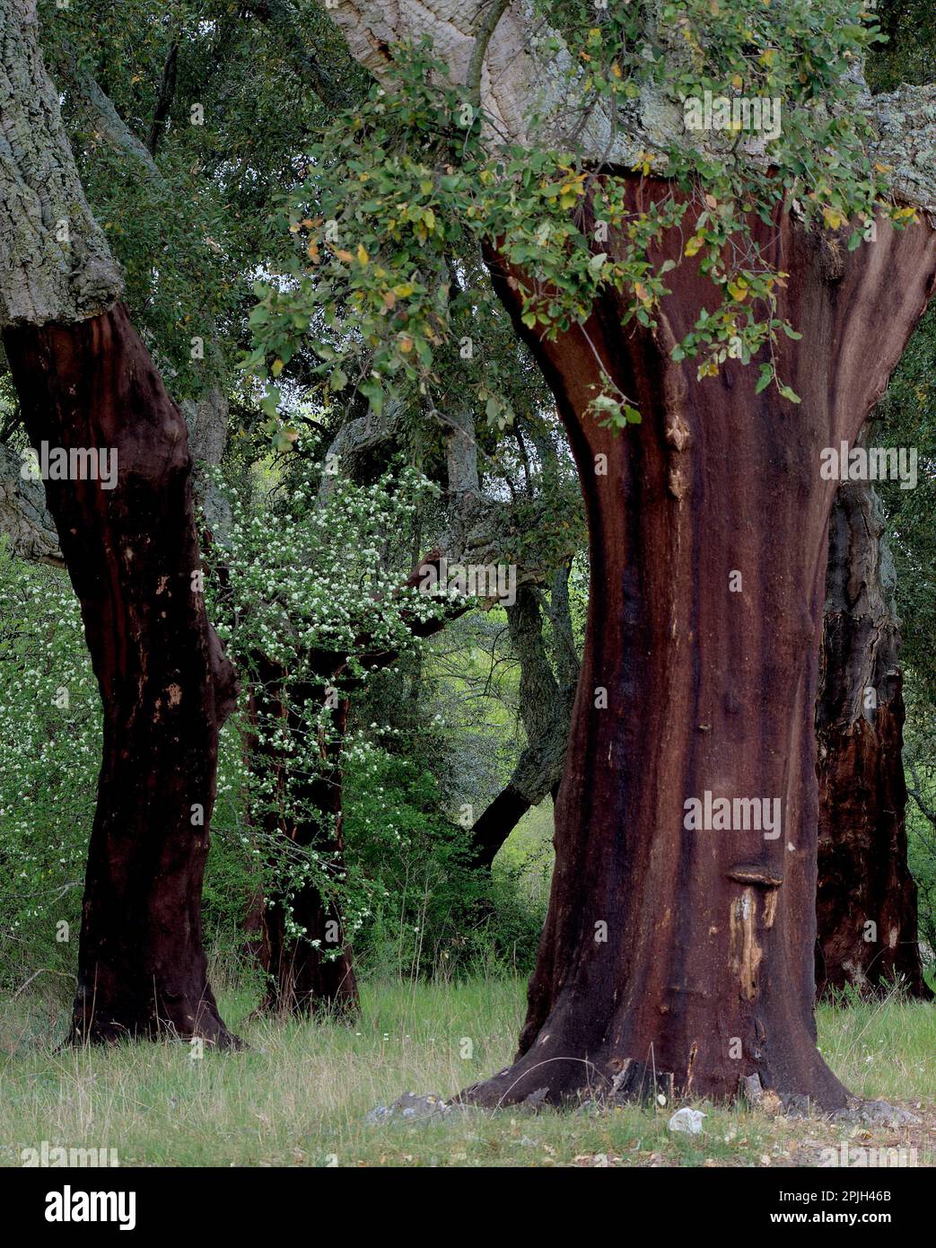 Cork oak (Quercus suber) in Extremadura, Spain Stock Photo - Alamy