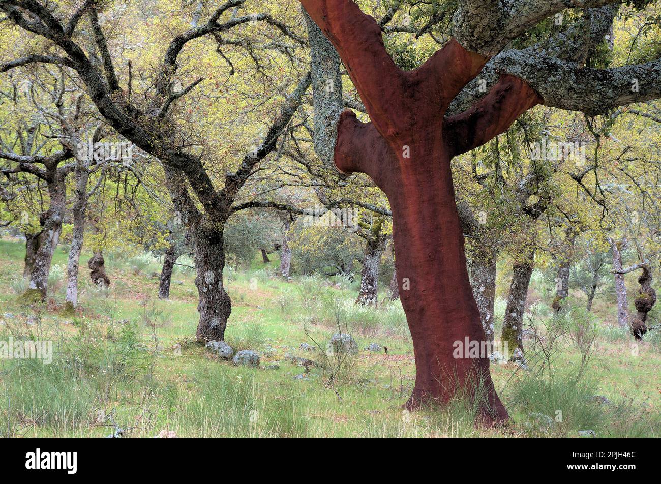 Cork oak (Quercus suber) in Extremadura, Spain Stock Photo - Alamy