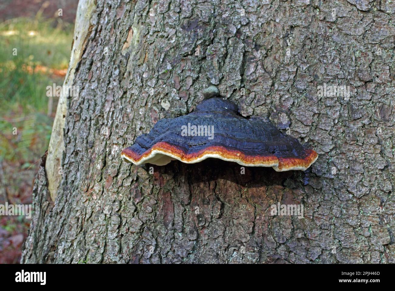 Red Banded Polypore (Fomitopsis pinicola Stock Photo - Alamy