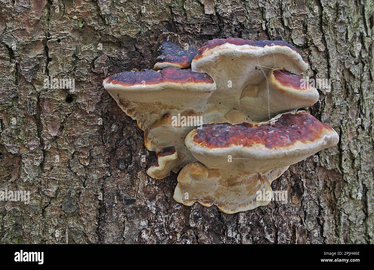 Red Banded Polypore (Fomitopsis pinicola Stock Photo - Alamy