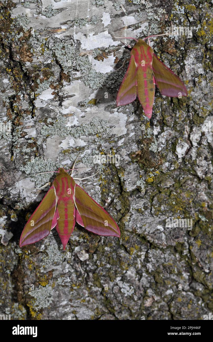 Elephant hawk-moth (Deilephila elpenor Stock Photo - Alamy