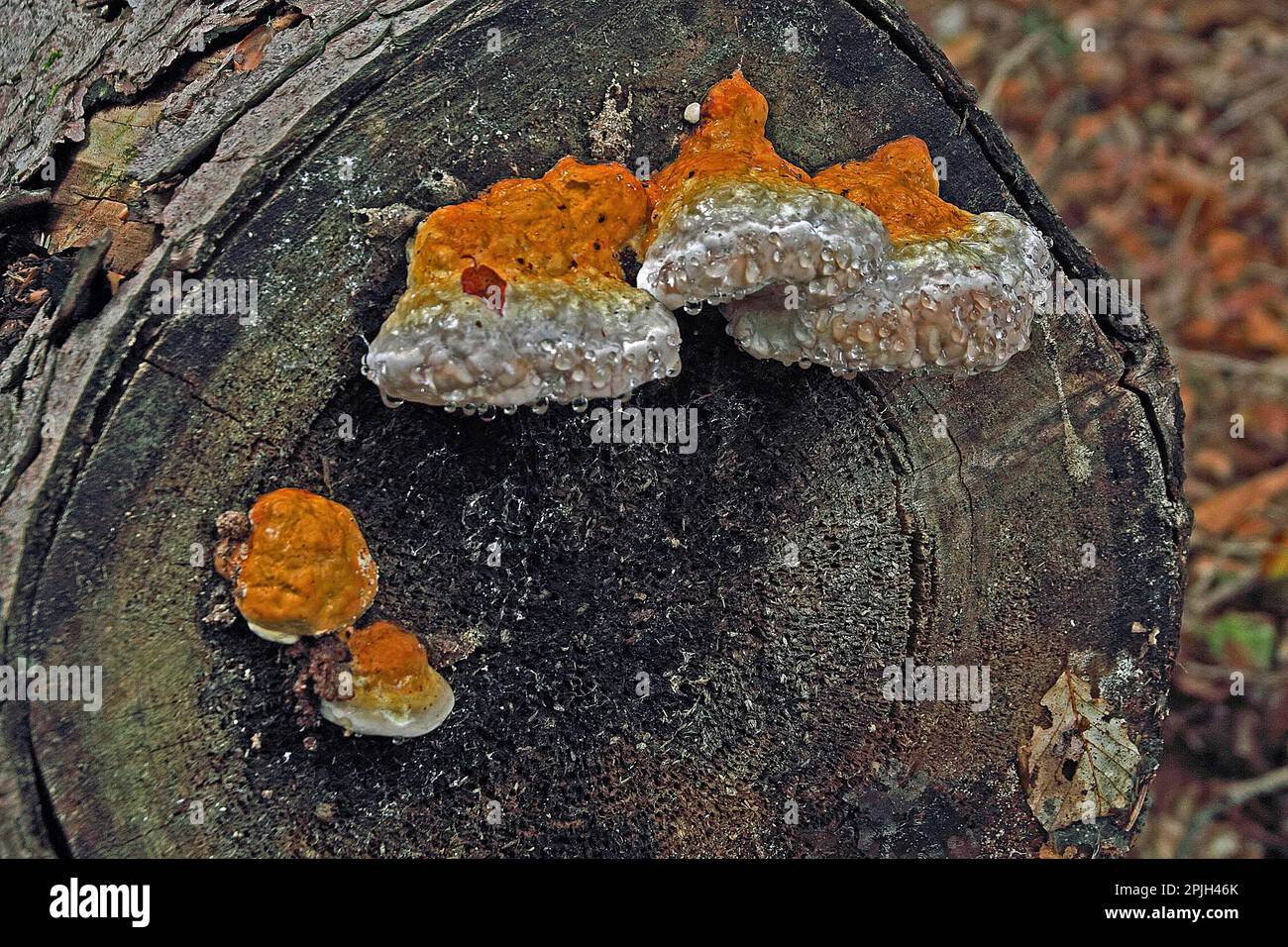 Red Banded Polypore (Fomitopsis pinicola Stock Photo - Alamy