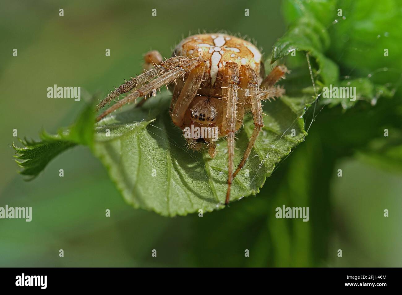 Four-spot orb weaver (Araneus quadratus Stock Photo - Alamy