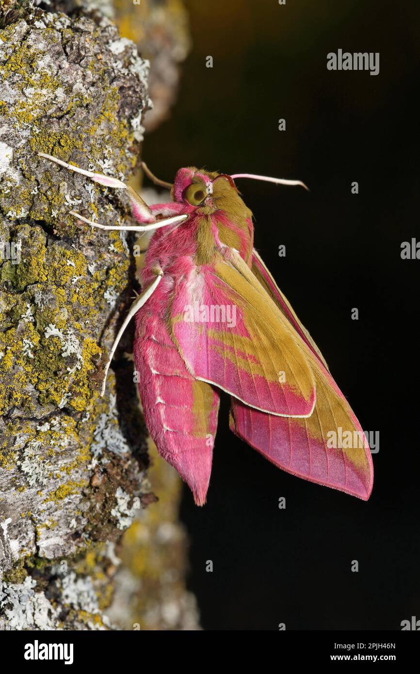 Elephant hawk-moth (Deilephila elpenor Stock Photo - Alamy