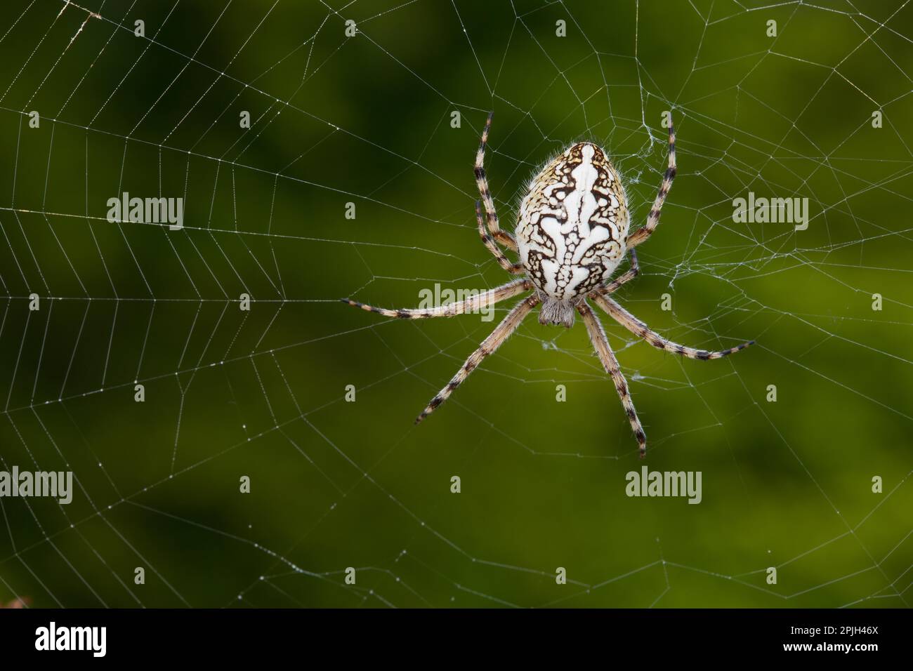 European garden spider (Araneus diadematus Stock Photo - Alamy