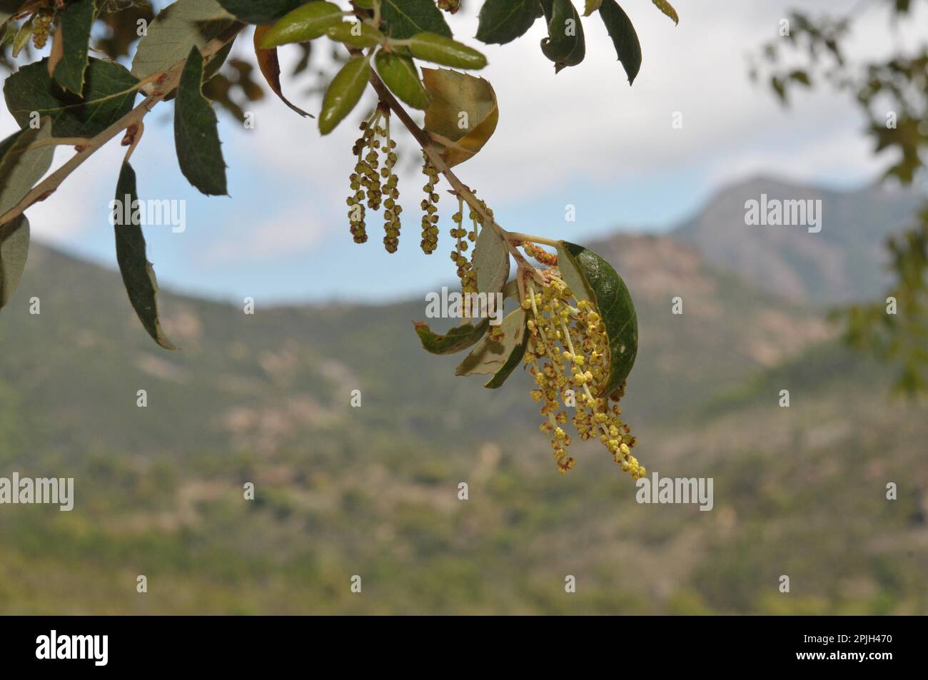 Cork oak (Quercus suber Stock Photo - Alamy