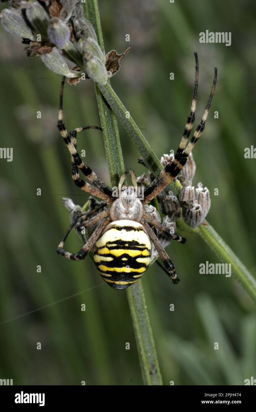 Wasp spider (Argiope bruennichi Stock Photo - Alamy