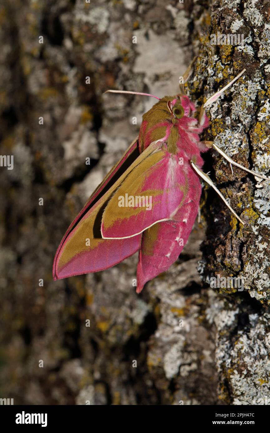 Pink hawk moth hi-res stock photography and images - Alamy