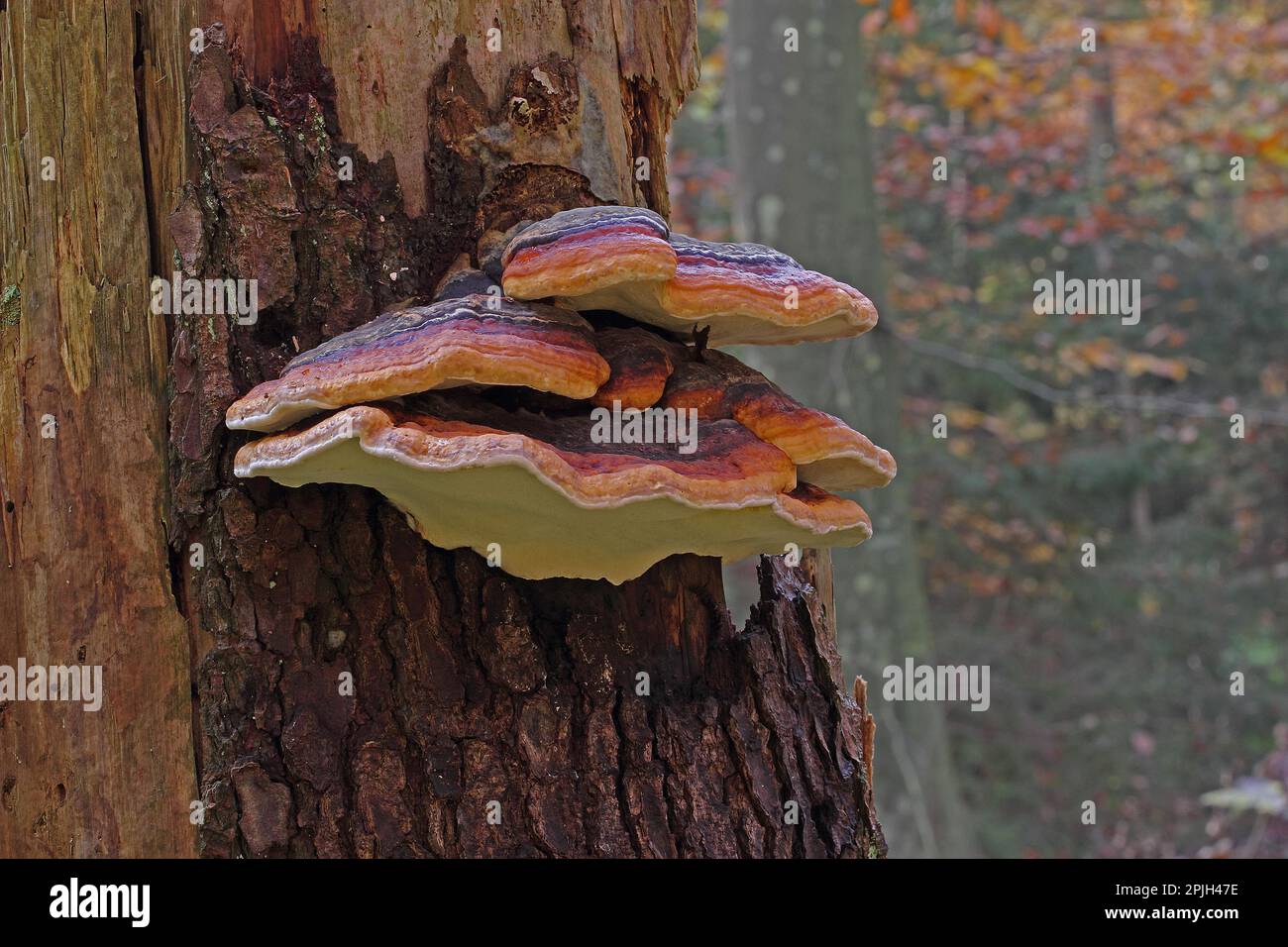 Red Banded Polypore (Fomitopsis pinicola Stock Photo - Alamy