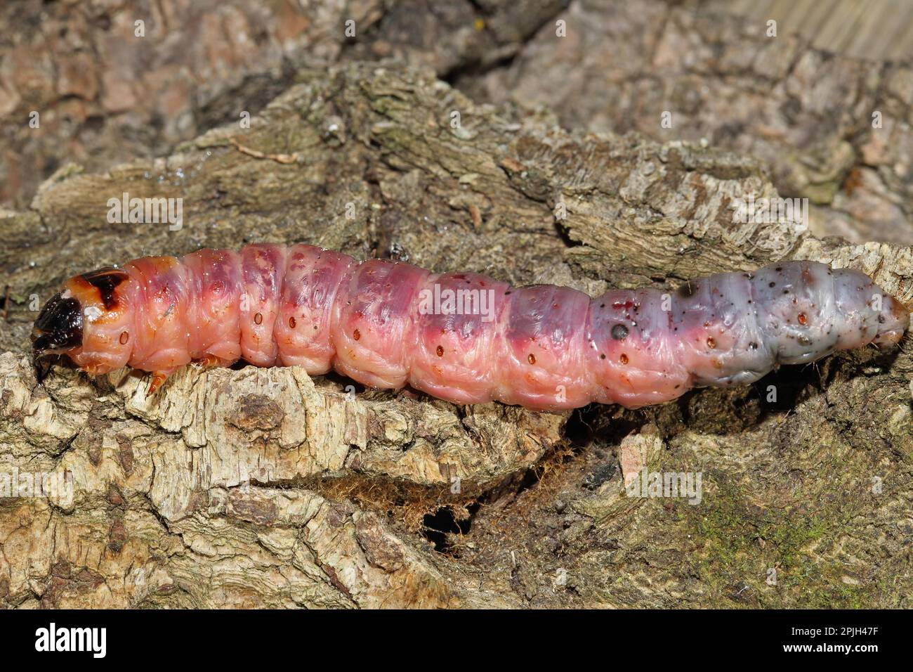Goat moth (Cossus cossus), caterpillar Stock Photo - Alamy